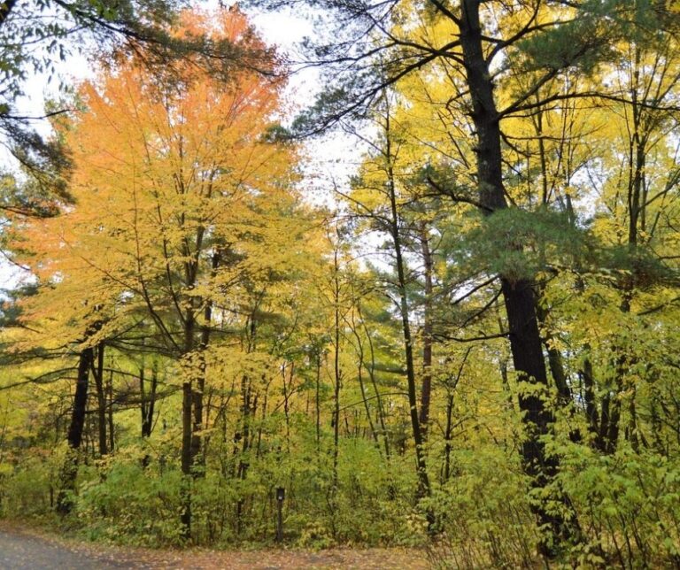 Complete Guide to Lake Wissota State Park - Crazy Camping Girl